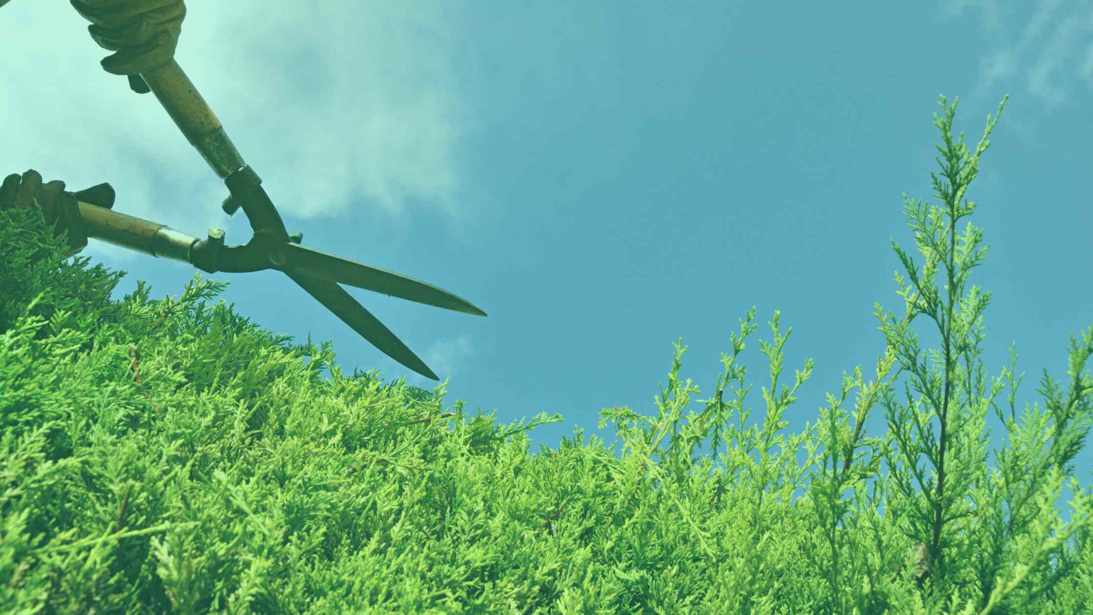 Managing FX risks with Budget rates and hedge ratios